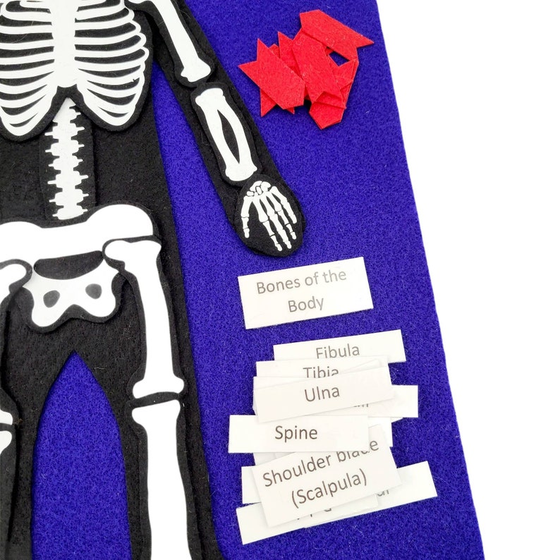 Skeleton Felt Set Bone Identification 45cm/18 - Etsy