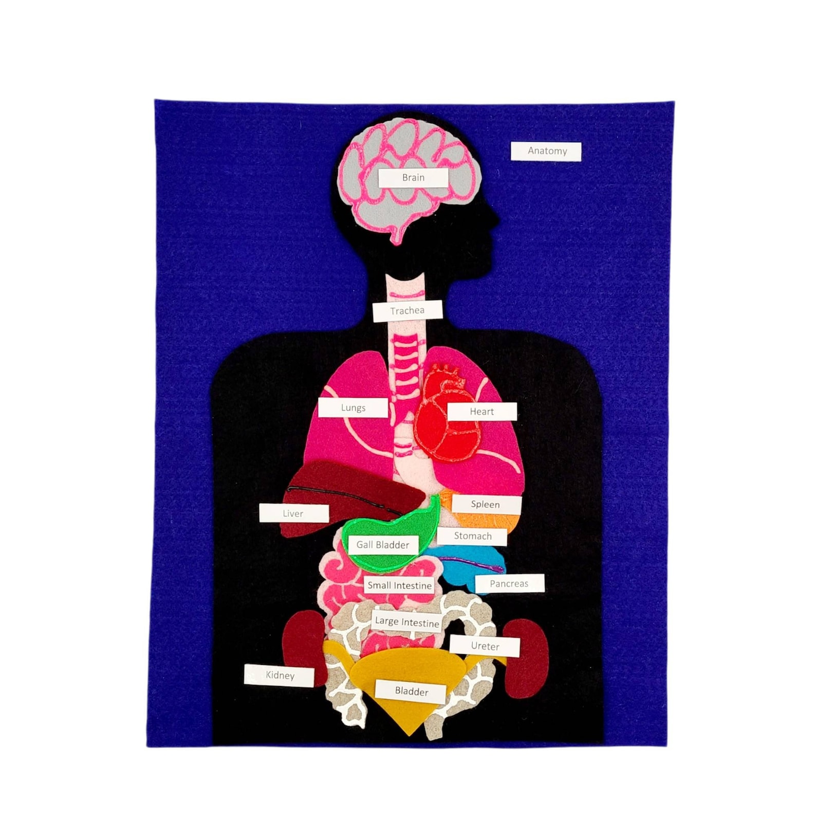 Felt Model Anatomy Set: Sensory Play, 13 Organs & Labels - Etsy Canada
