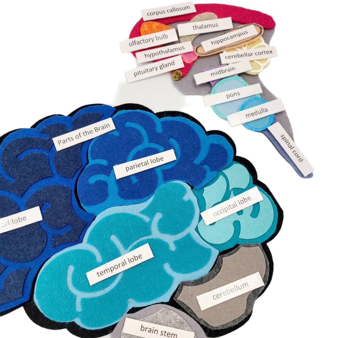 Brain Complex the Brain Felt Set Felt Brain Model | Etsy