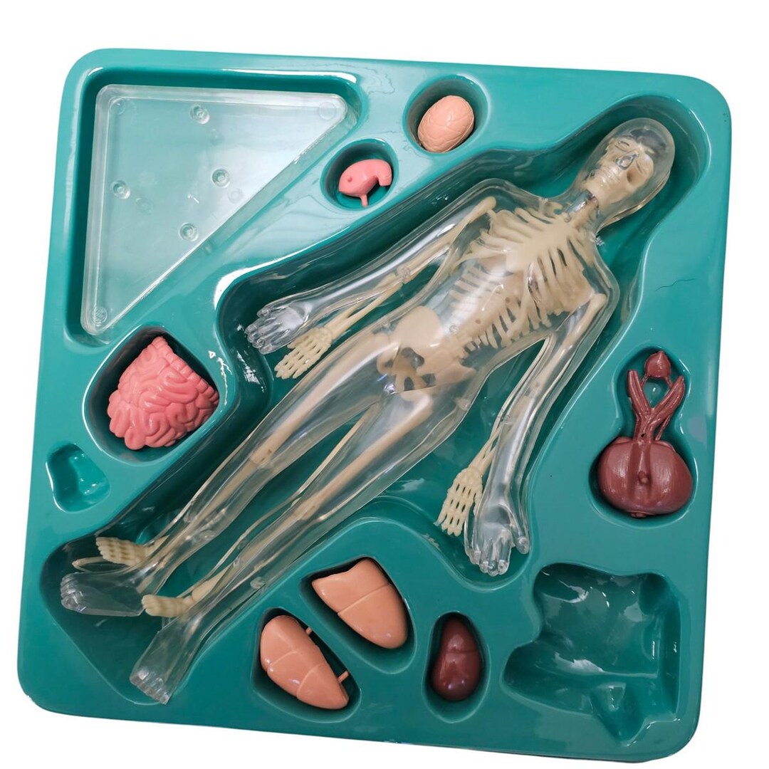 The Human Body by Dr Nick Graham 1998 Kids Science Book With Model ...