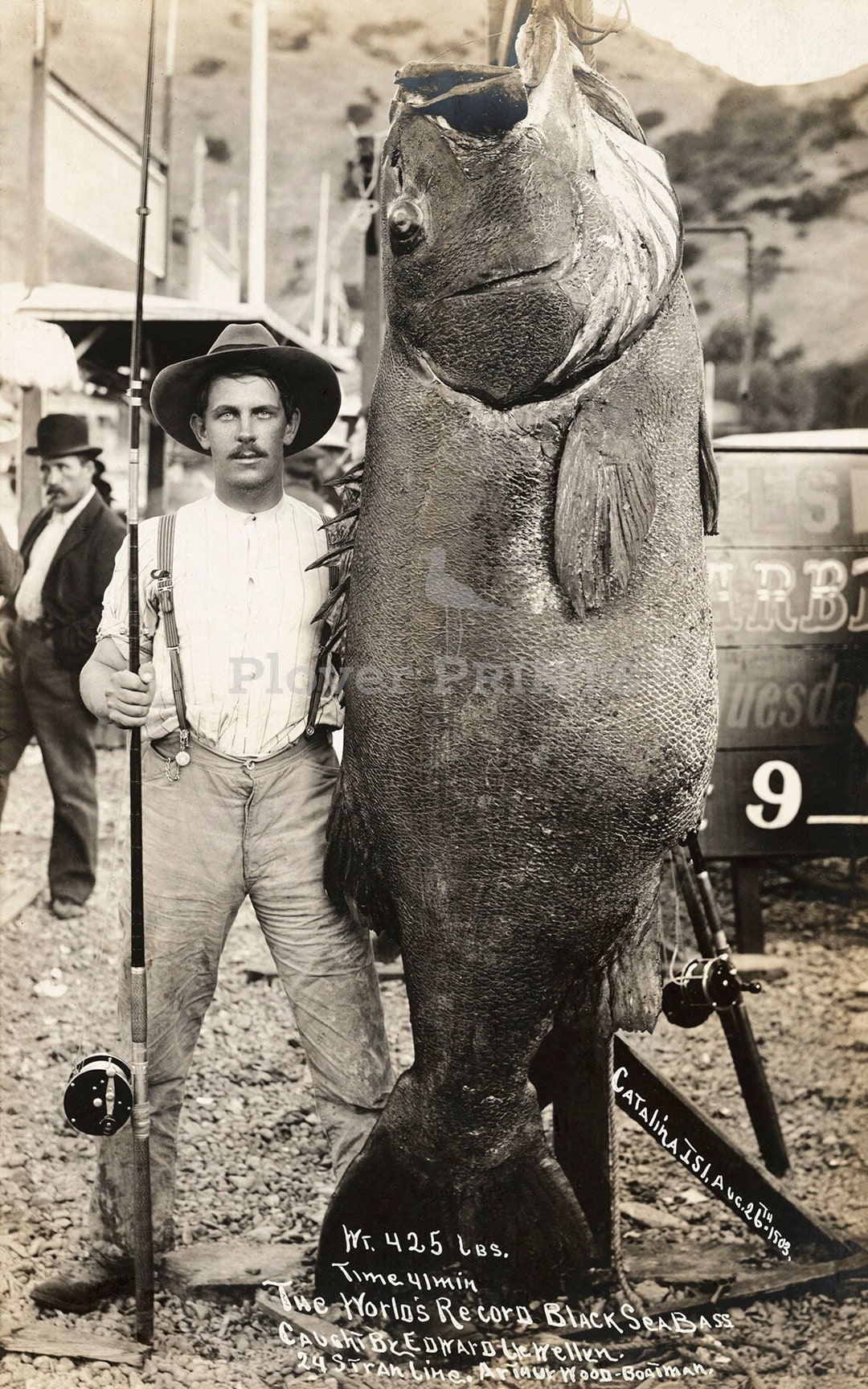 World Record Sea Bass, Catlina Island, California, 1903 (black and ...