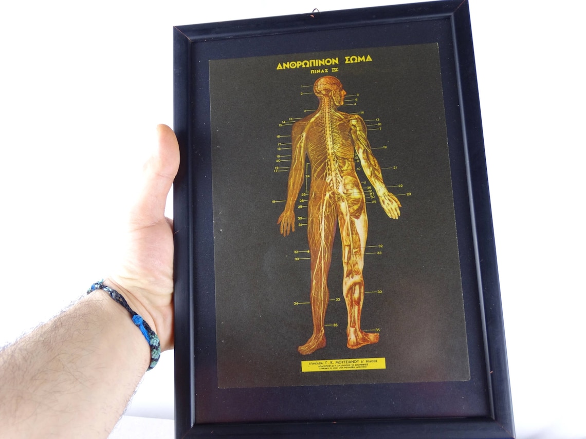 Nervous System Poster Neurology Poster Neurology Print - Etsy