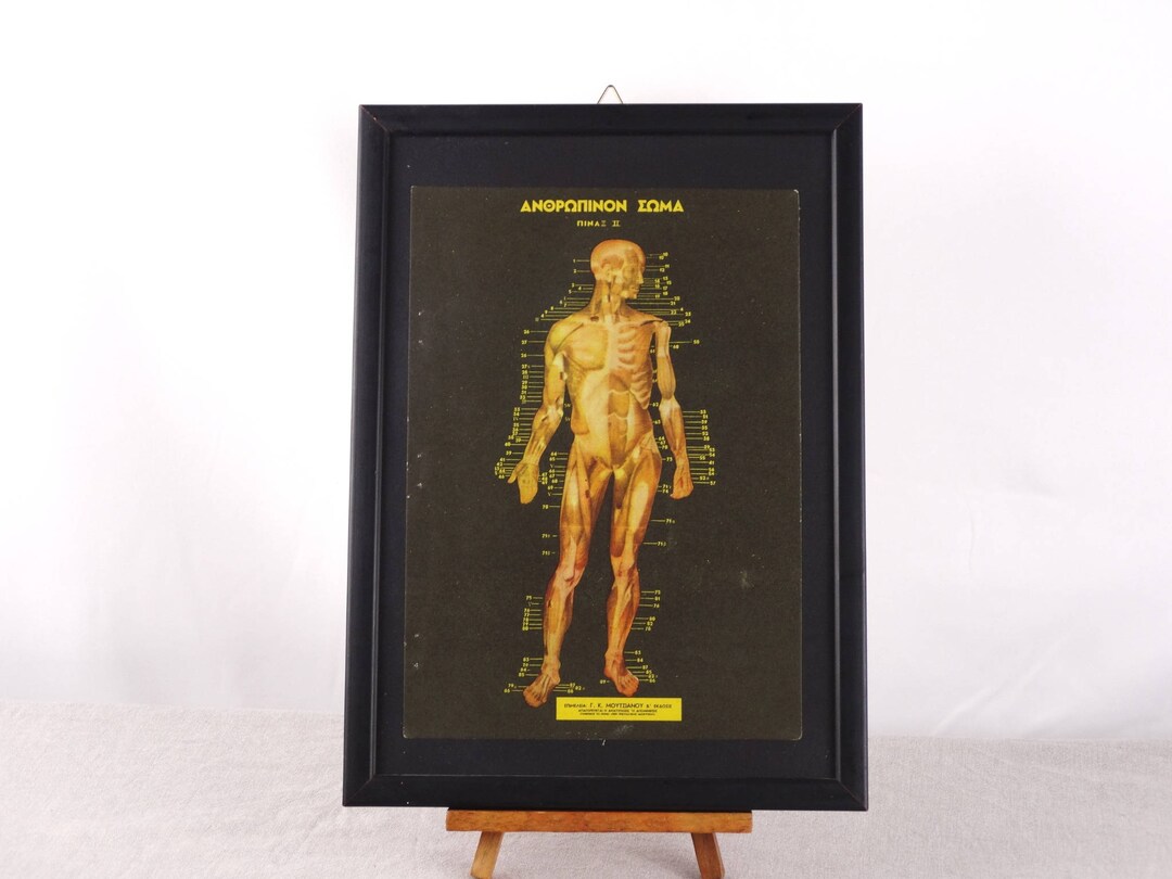 Human Anatomy Poster, Medical Poster, Human Biology Print, Anatomy Wall ...