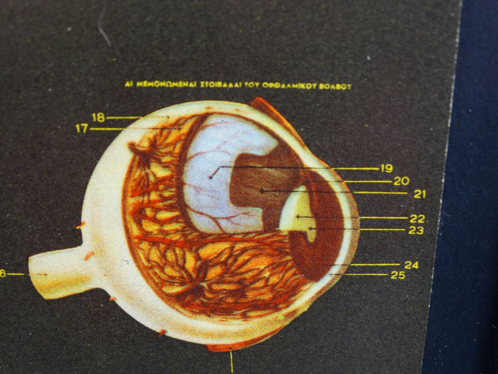 Human Eye Anatomy Poster Ophthalmology Print Ophthalmology | Etsy