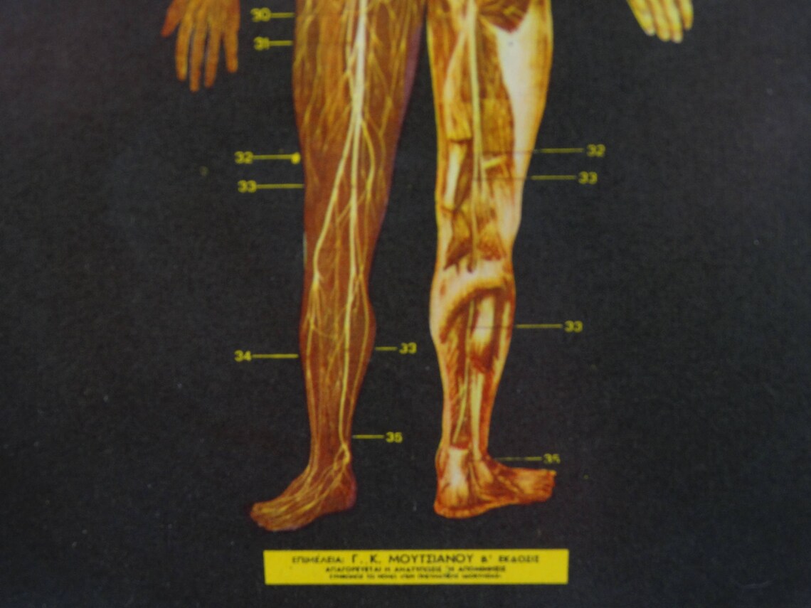 Nervous System Poster Neurology Poster Neurology Print - Etsy