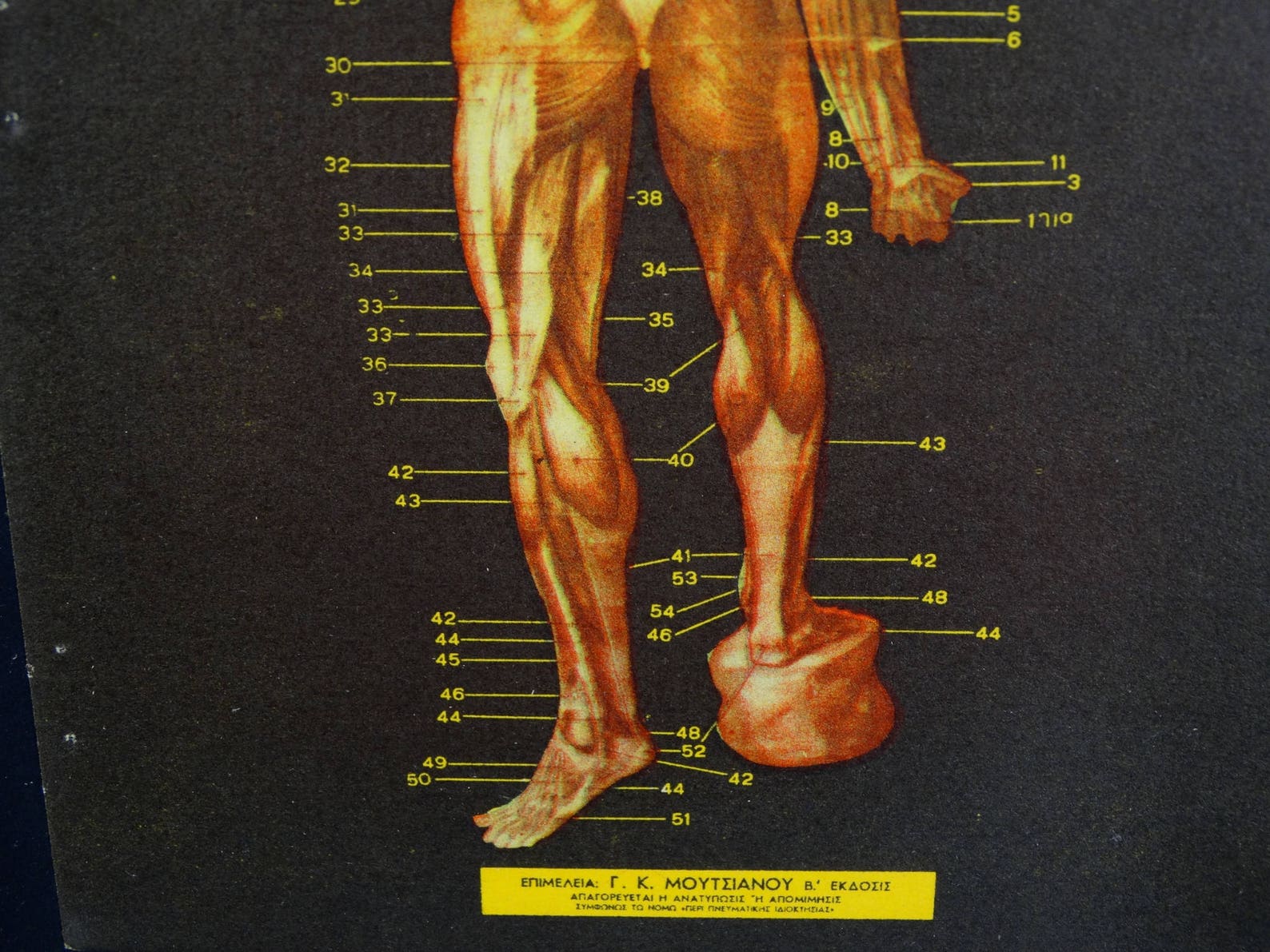 Muscular System Poster Anatomy Poster Human Anatomy Print - Etsy