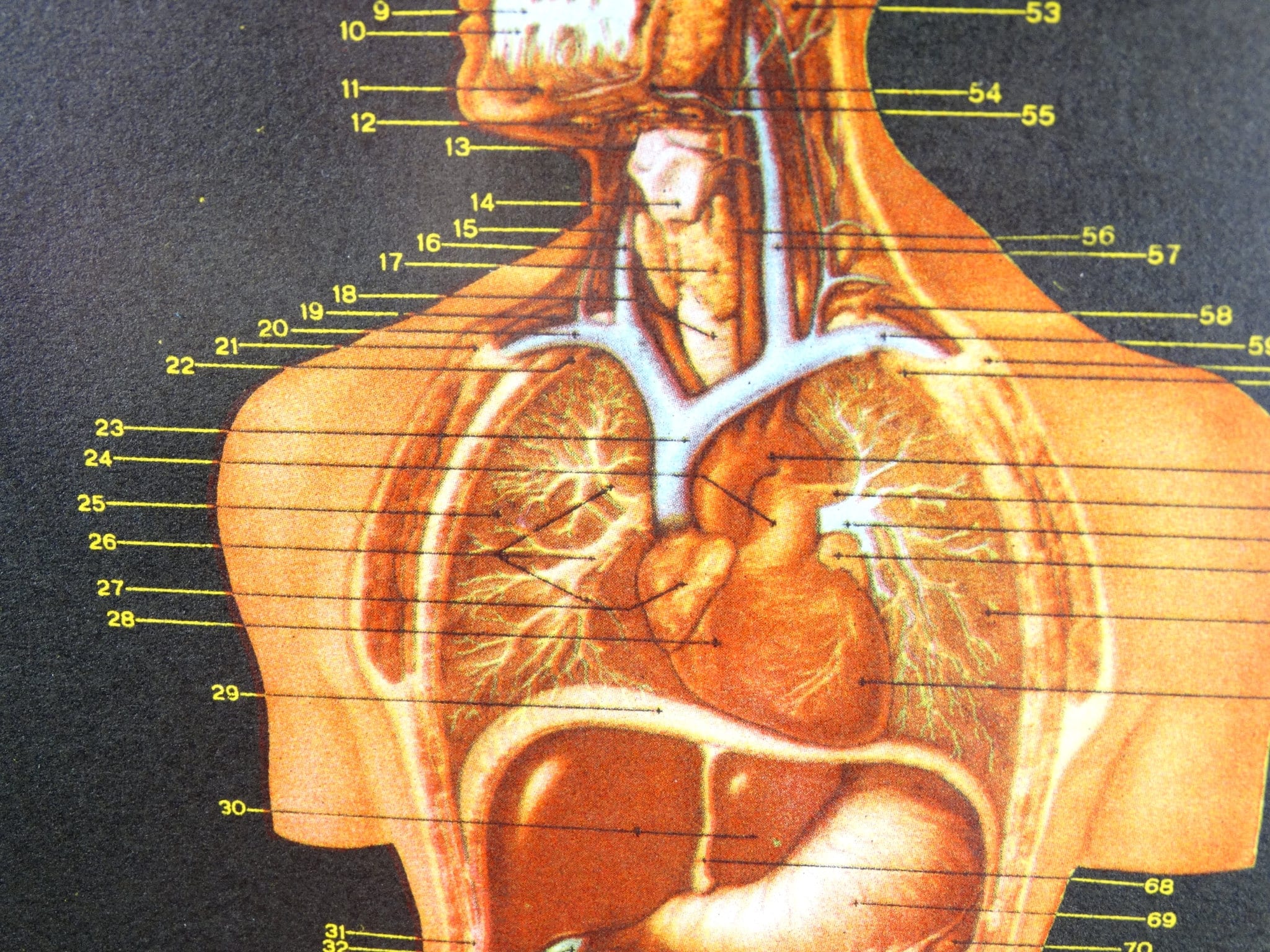 Human Anatomy Poster Anatomy Art Biology Print Anatomy | Etsy