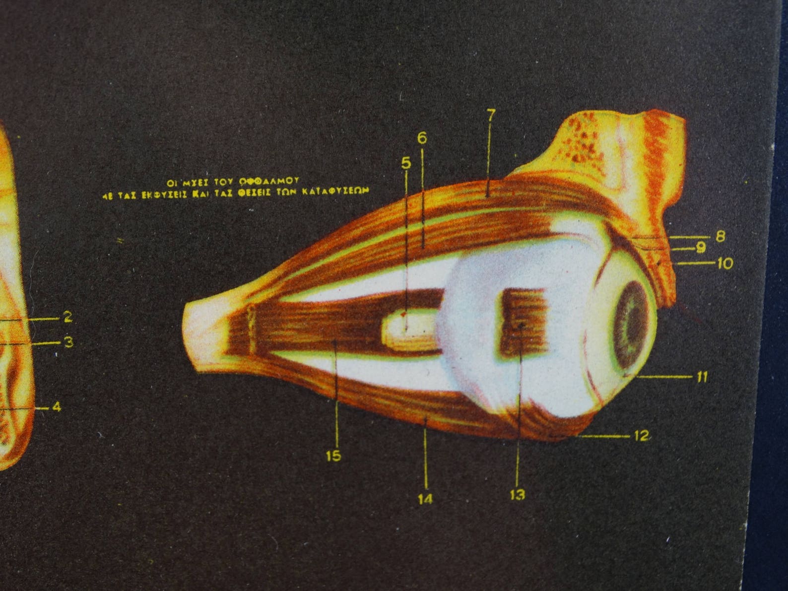 Human Eye Anatomy Poster Ophthalmology Print Ophthalmology | Etsy