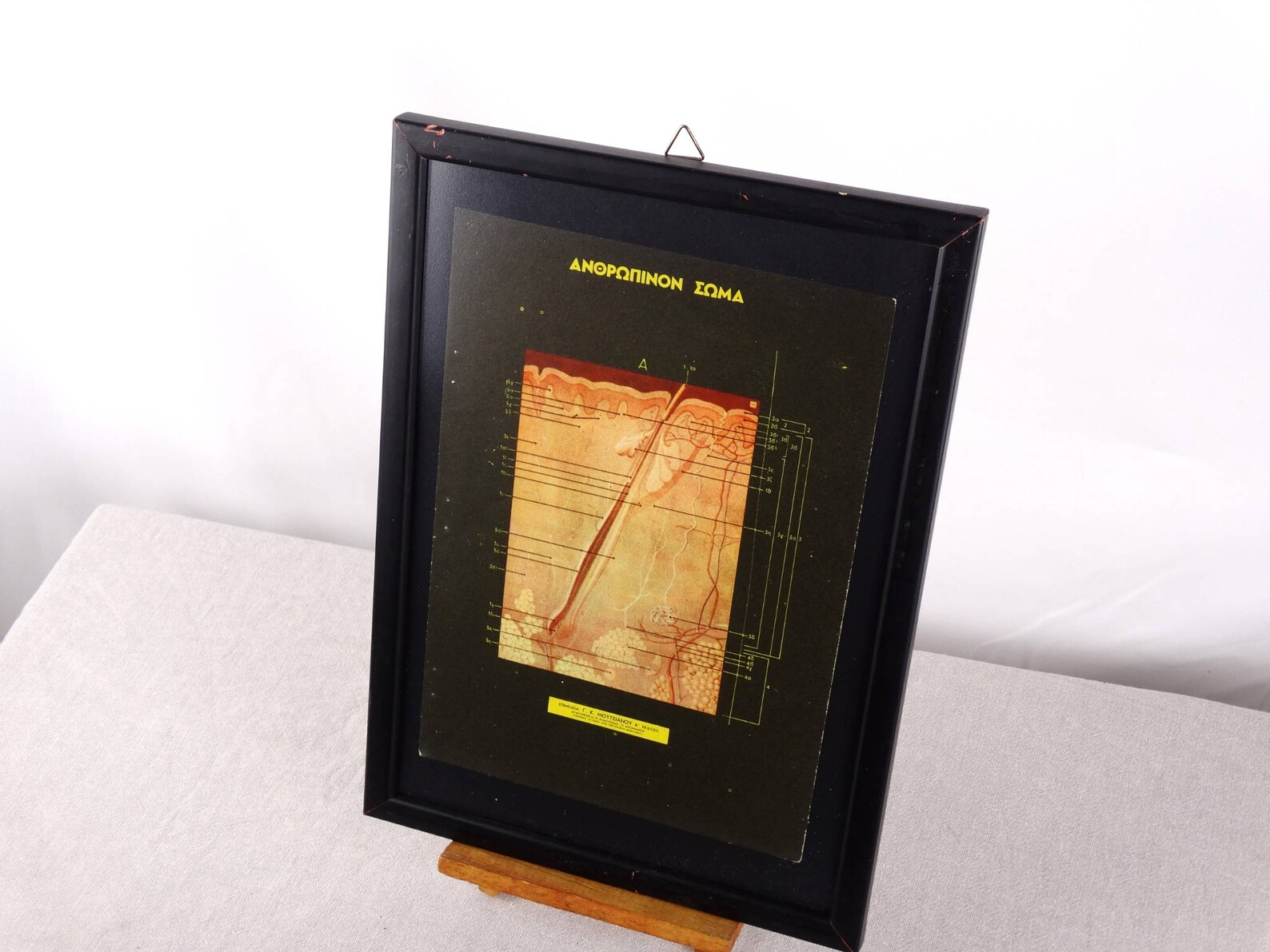 Human Skin Anatomy, Dermatology Poster, Anatomy Print, Medical Decor ...