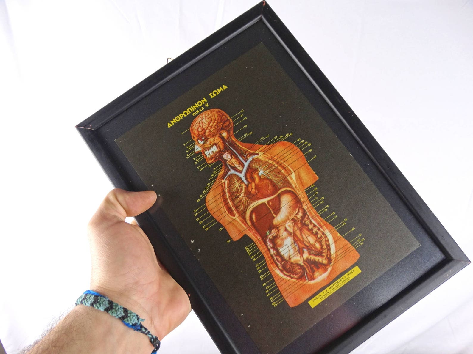 Human Anatomy Poster Anatomy Art Biology Print Anatomy | Etsy