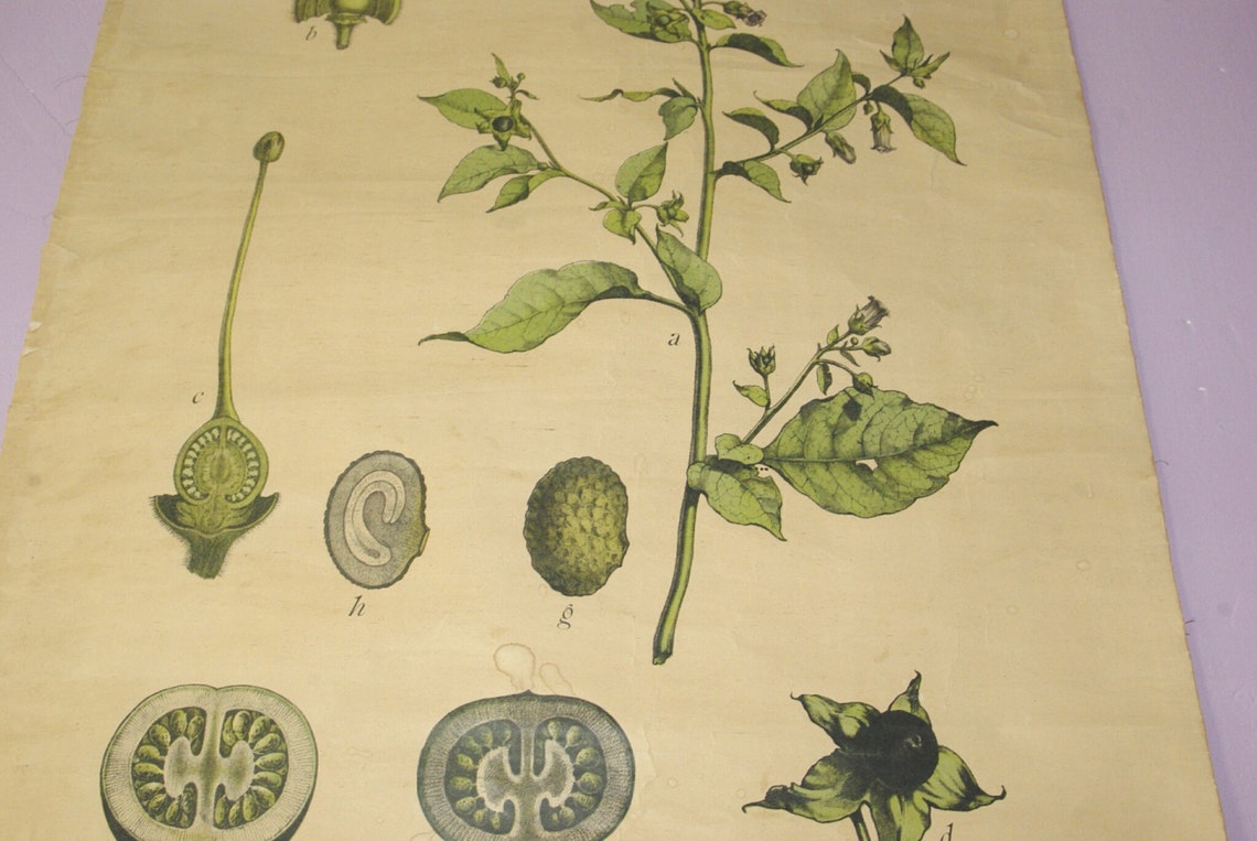 Atropa Belladonna Botanical Chart Antique Botanology Print - Etsy