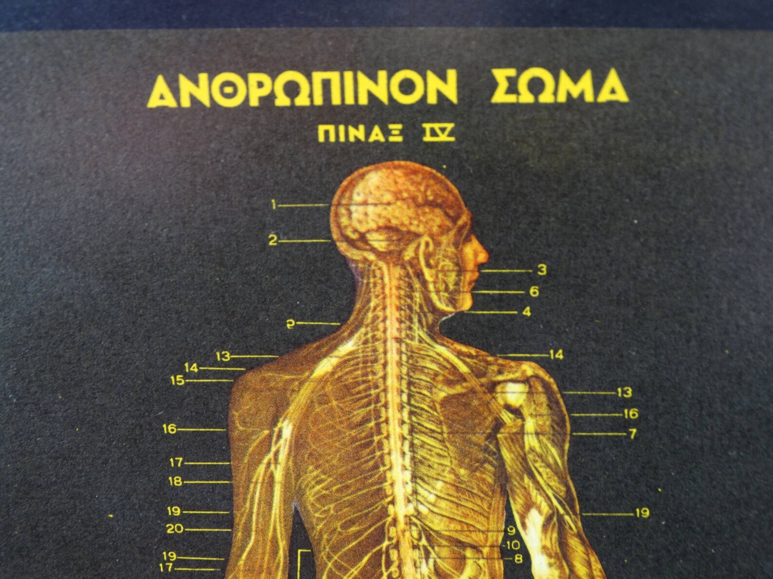 Nervous System Poster Neurology Poster Neurology Print - Etsy