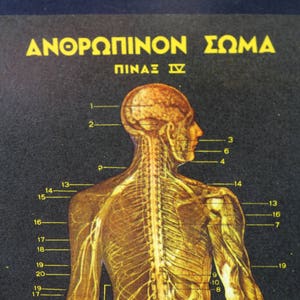 Nervous System Poster, Neurology Poster, Neurology Print, Medical ...