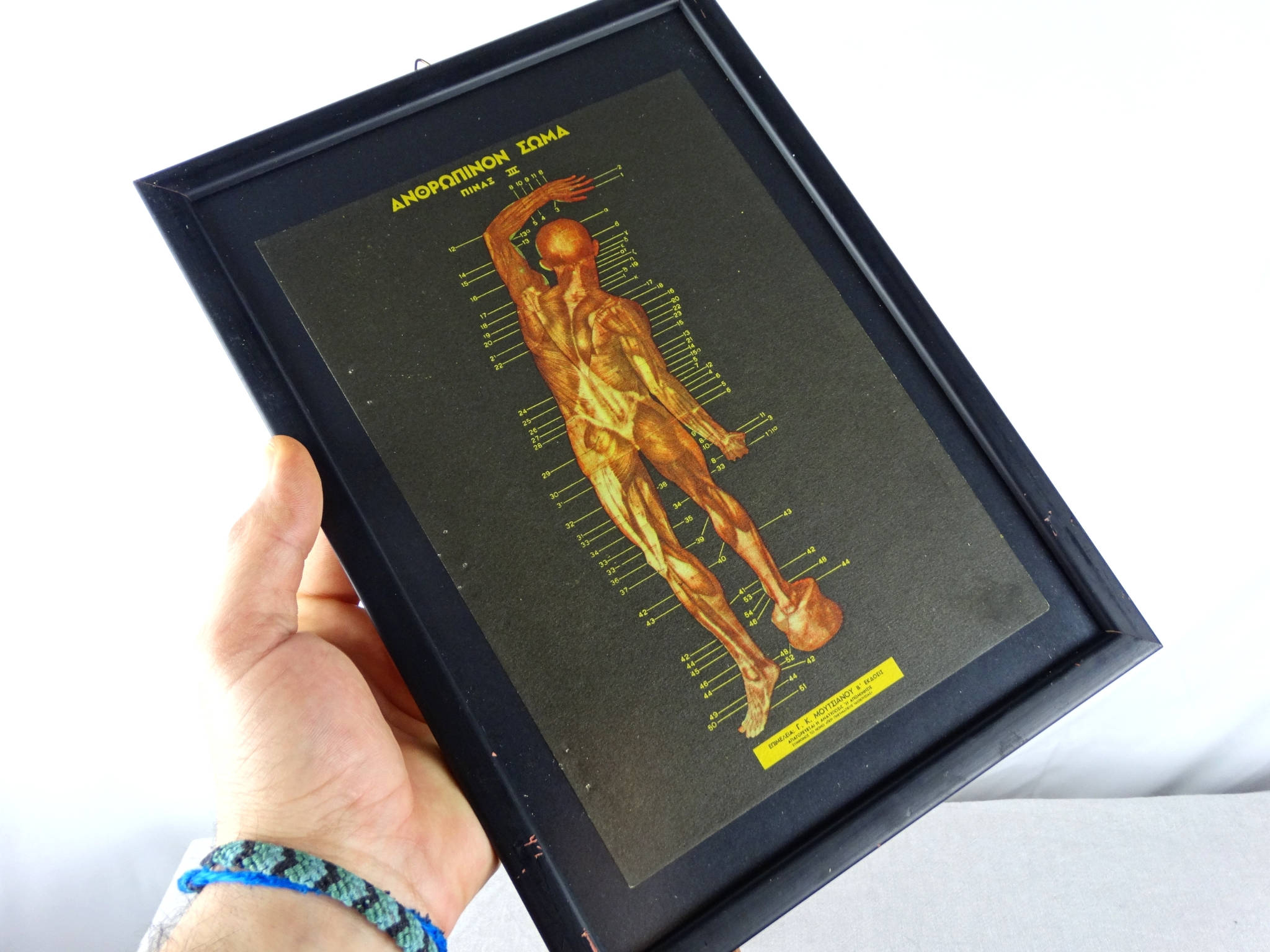 Muscular System Poster, Anatomy Poster, Human Anatomy Print, Medical ...