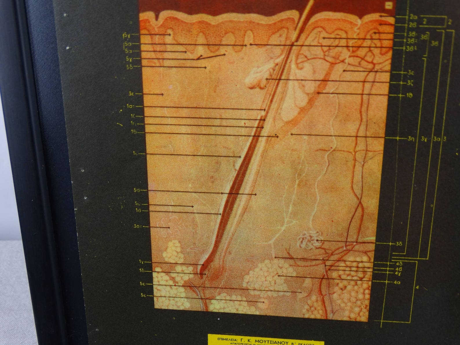 Human Skin Anatomy, Dermatology Poster, Anatomy Print, Medical Decor ...