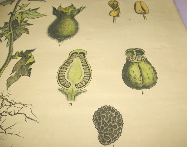 Hyoscyamus Niger Botanical Chart Science Chart Botanology | Etsy