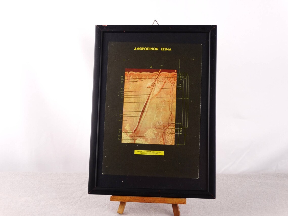 Human Skin Anatomy Dermatology Poster Anatomy Print Medical | Etsy