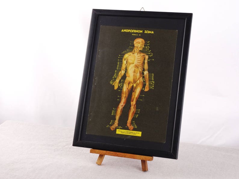 Human Anatomy Poster Medical Poster Human Biology Print | Etsy