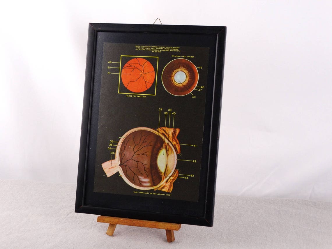 Eye Anatomy Ophthalmology Poster Human Anatomy Print | Etsy