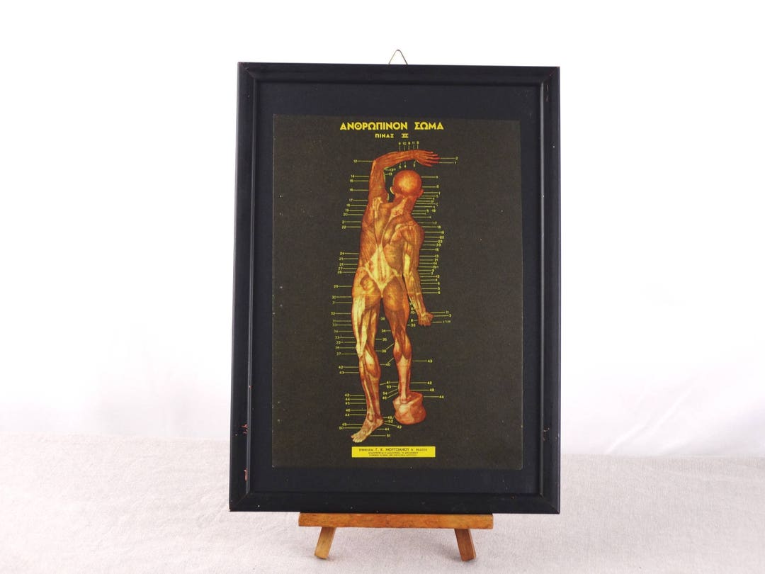 Muscular System Poster, Anatomy Poster, Human Anatomy Print, Medical ...