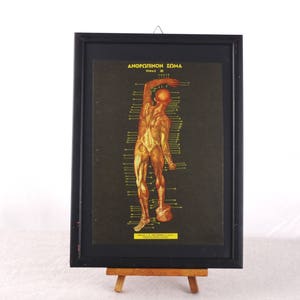 Muscular System Poster, Anatomy Poster, Human Anatomy Print, Medical ...