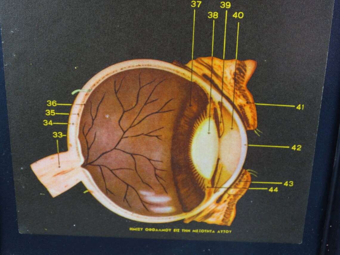 Eye Anatomy Ophthalmology Poster Human Anatomy Print | Etsy
