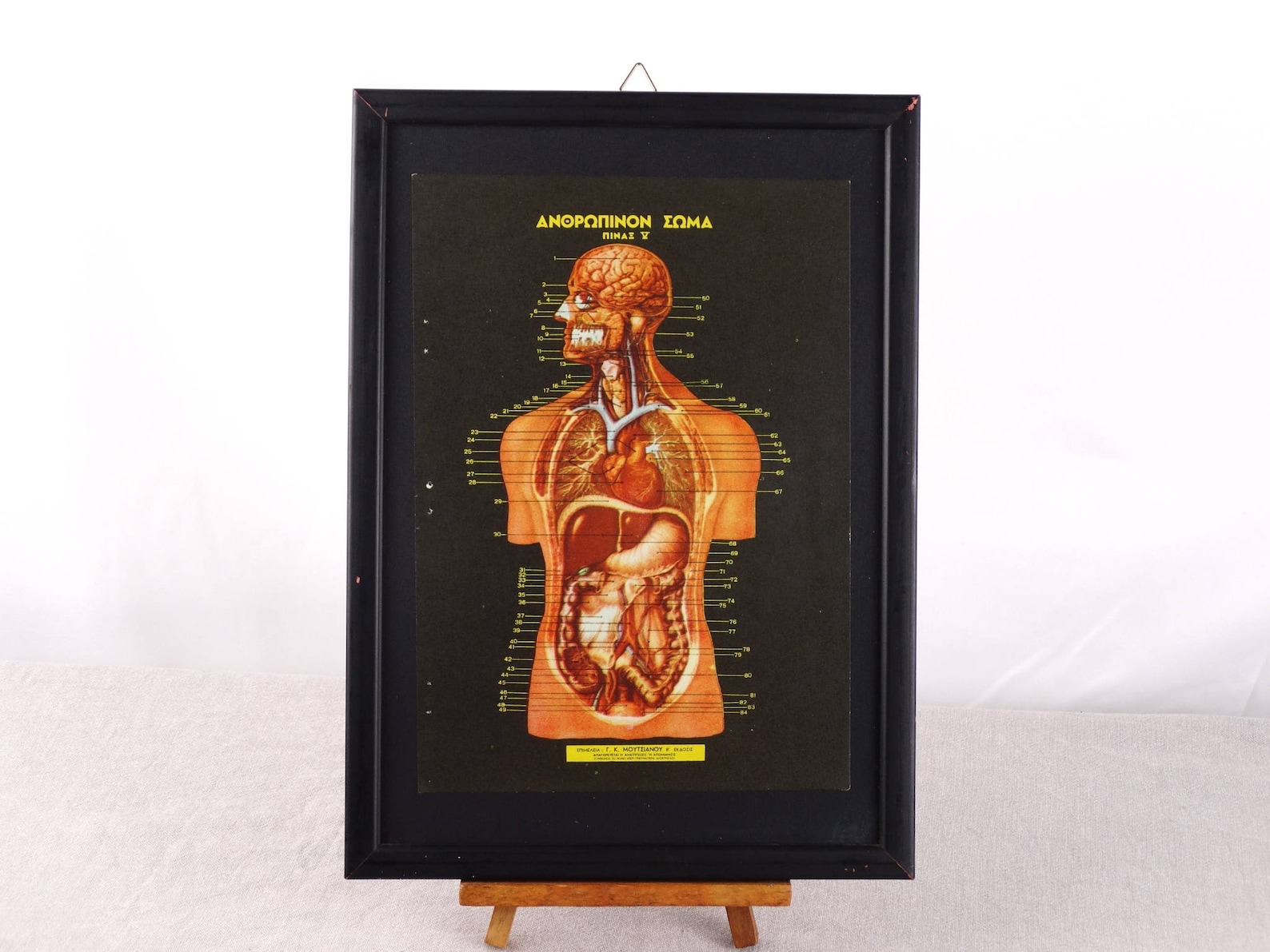 Human Anatomy Poster Anatomy Art Biology Print Anatomy | Etsy