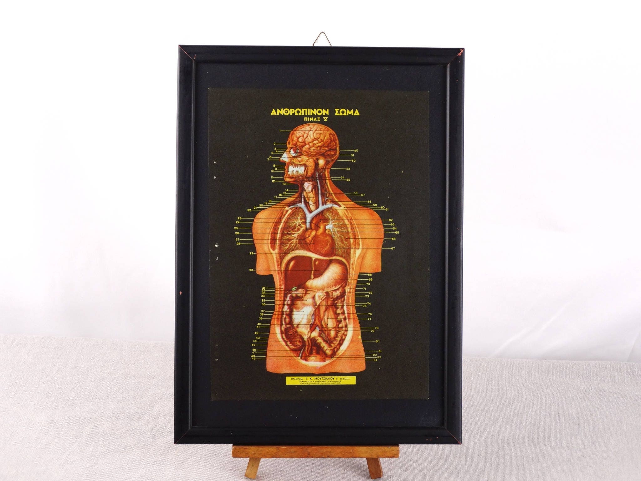 Human Anatomy Poster Anatomy Art Biology Print Anatomy | Etsy