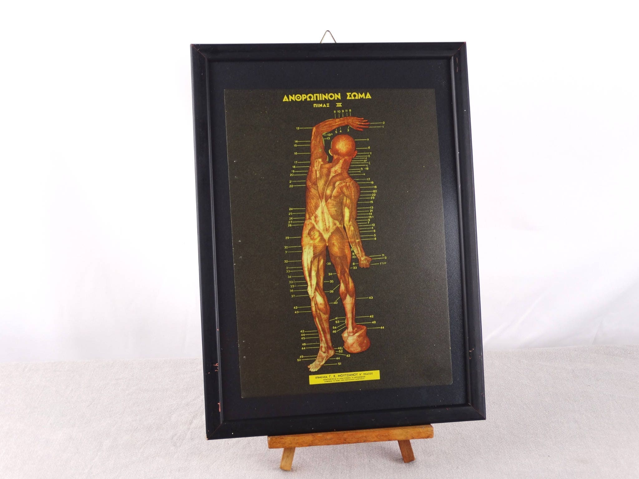 Muscular System Poster, Anatomy Poster, Human Anatomy Print, Medical ...