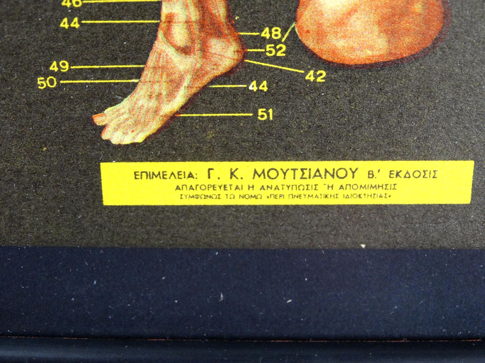 Muscular System Poster Anatomy Poster Human Anatomy Print - Etsy