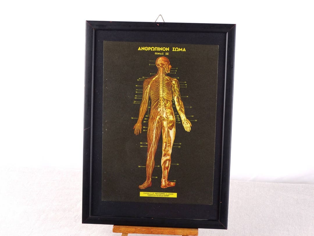 Nervous System Poster, Neurology Poster, Neurology Print, Medical ...