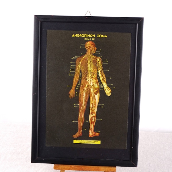 Anatomy Poster Nervous System - Etsy