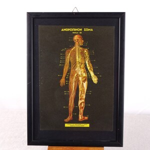 Nervous System Poster, Neurology Poster, Neurology Print, Medical ...