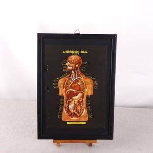 Human Anatomy Poster, Anatomy Art, Biology Print, Anatomy Gift, Human ...