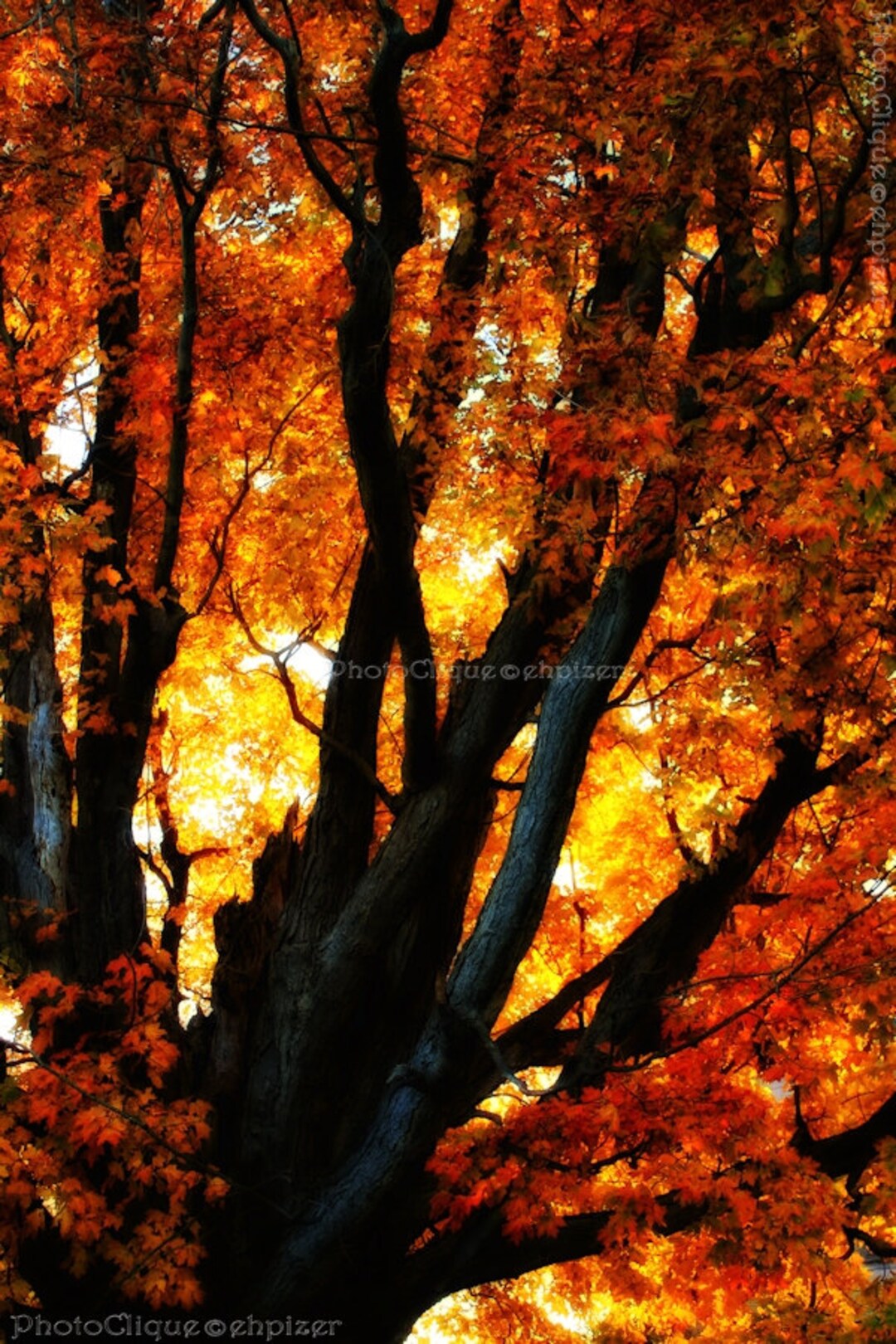 Fine Art Photography Nature Autumn Elegy Rich Vibrant - Etsy
