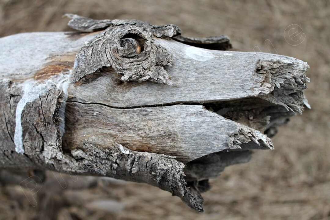 Fine Art Photography Nature Beast in the Roots Dramatic - Etsy