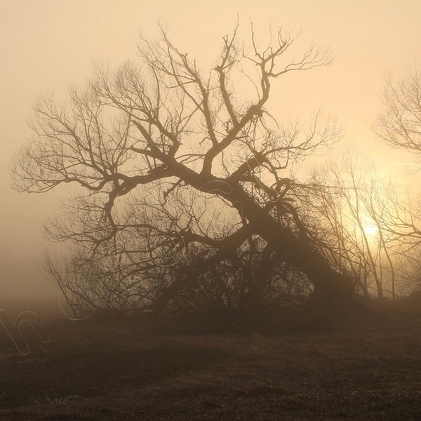 Trees in Mist - Etsy