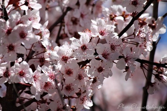 Fine Art Photography Floral Nature Japanese Cherry Tree 4 | Etsy