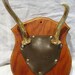 Deer Antlers and Mounted 3 Point Deer Skull Great Vintage - Etsy