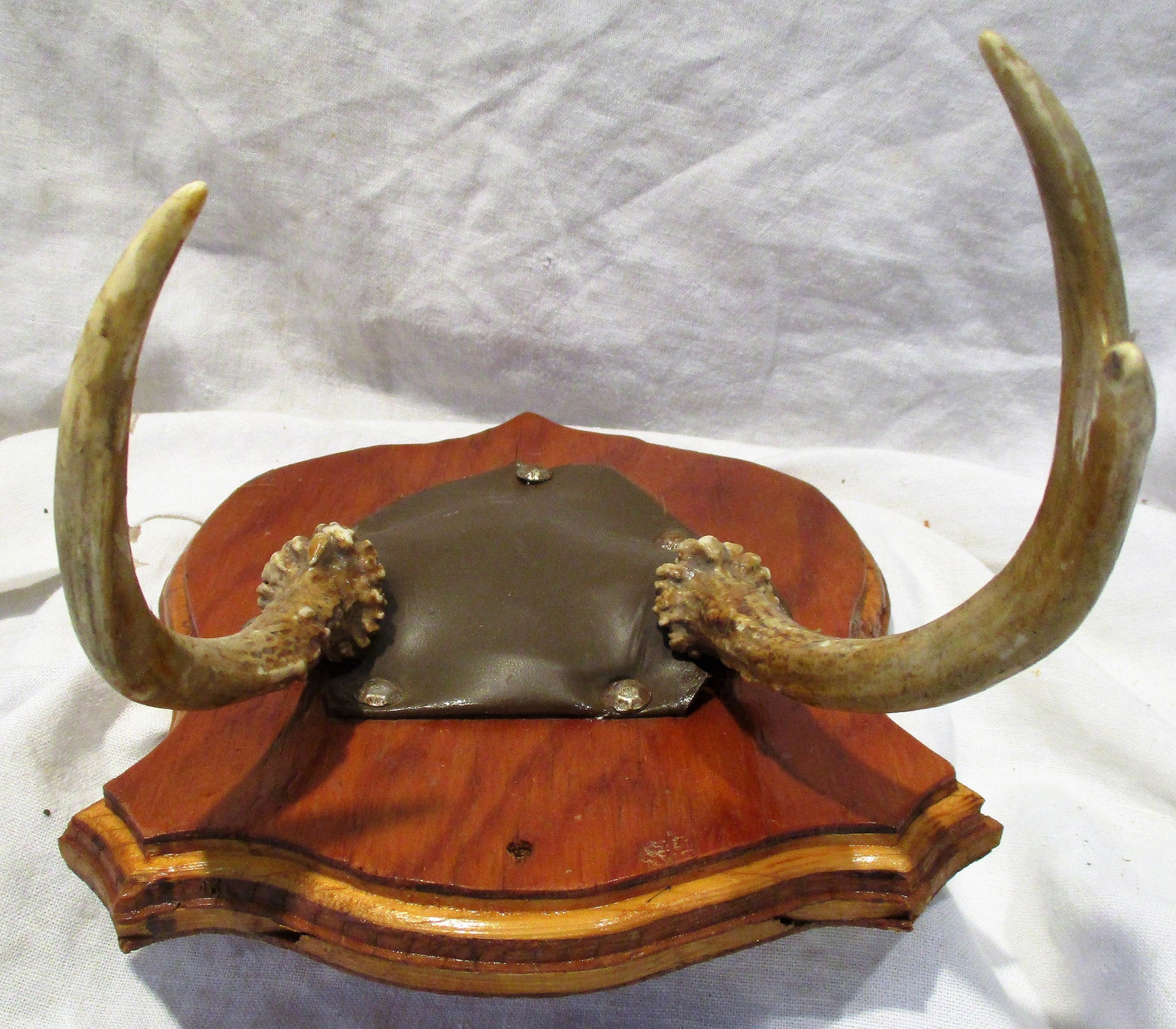 Deer Antlers and Mounted 3 Point Deer Skull Great Vintage | Etsy