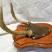 Deer Antlers and Mounted 3 Point Deer Skull Great Vintage - Etsy