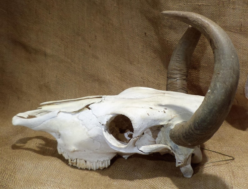 Cow Skull, Steer, Skeleton, Cranium and Horns, Natural History Salvage ...