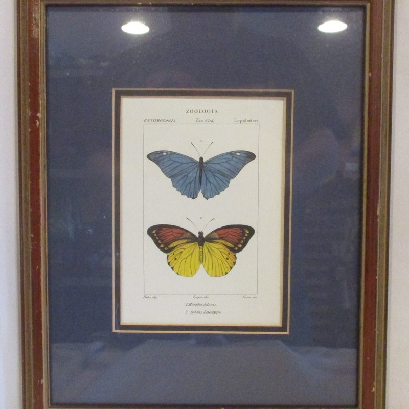 Butterfly Lithograph - Etsy