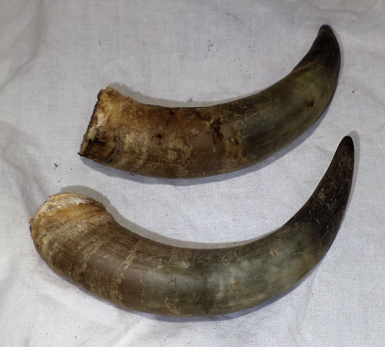 Cattle Horns Steer Horns Taxidermy Salvage Repurpose as | Etsy