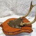 Deer Antlers and Mounted 3 Point Deer Skull Great Vintage - Etsy