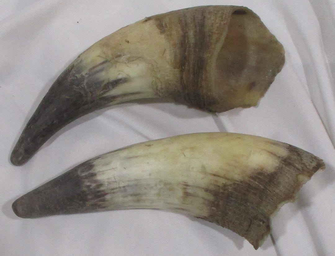 Cattle Horns, Pair of Hollow Steer Horns, Taxidermy Salvage, Repurpose ...
