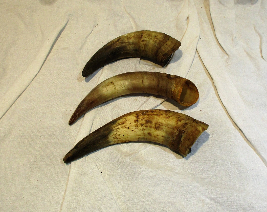 Cattle Horns, Set of 3 Hollow Steer Horns, Taxidermy Salvage, Repurpose ...
