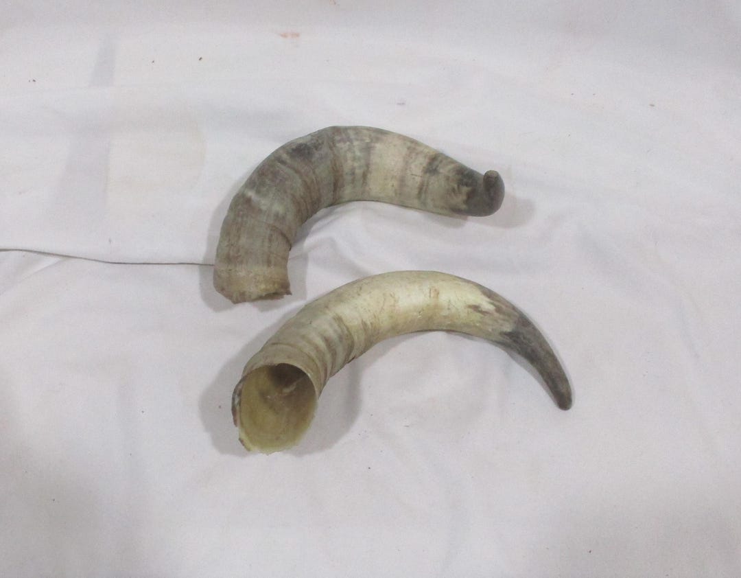 Cattle Horns, Pair of Hollow Steer Horns, Taxidermy Salvage, Repurpose ...