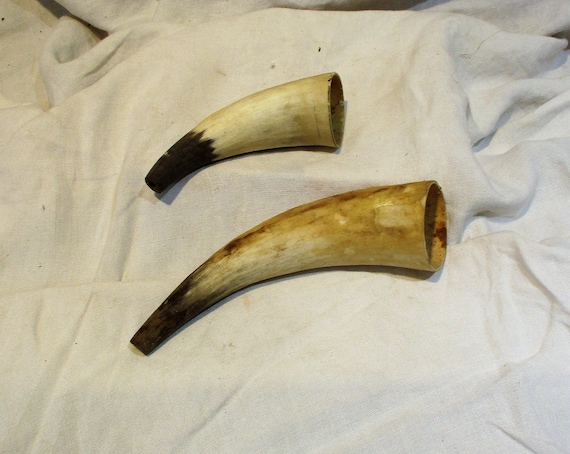 Cattle Horns Two Hollow Steer Horns Taxidermy Salvage | Etsy