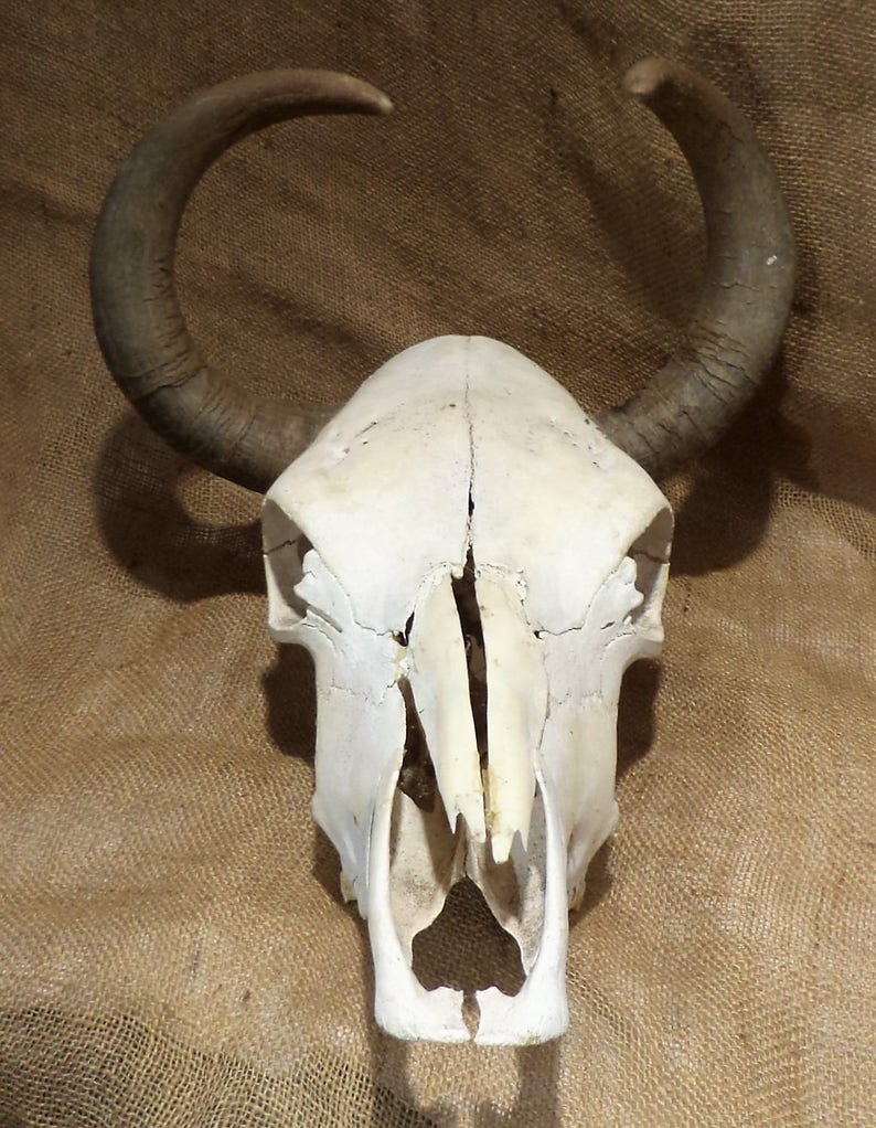 Cow Skull Steer Skeleton Cranium and Horns Natural History | Etsy